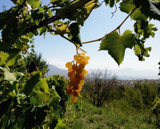 Lacryma Christi del Vesuvio: eccellenza enologica tra storia e leggenda